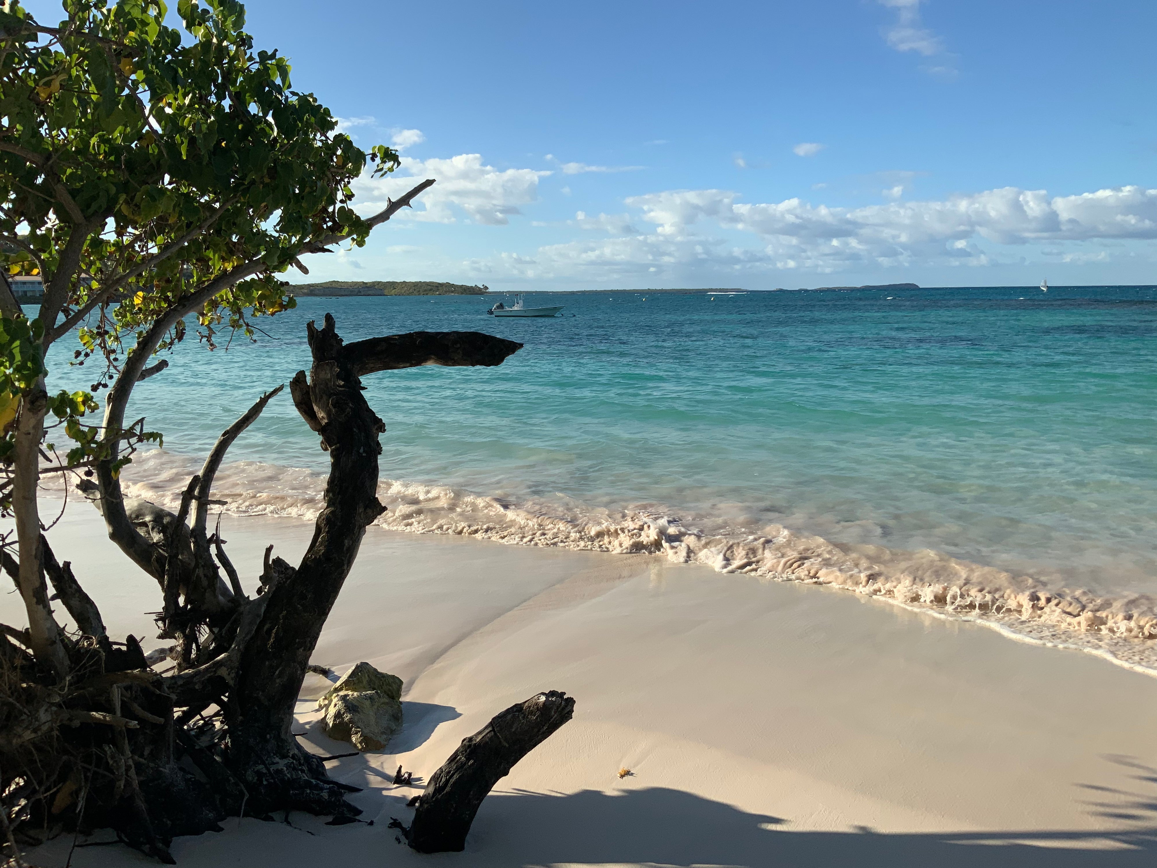 Caribbean Bush Tea - Sea Moss, Teas, Herbs & Body Butters