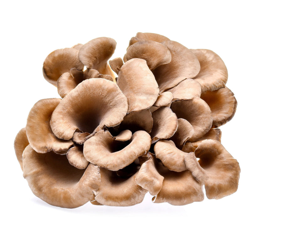 Mushroom Maitake – Caribbean Bush Tea