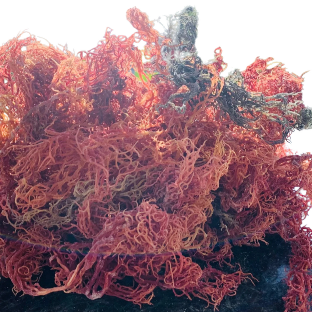 St. Lucia Dry Multi Color Sea Moss – Caribbean Bush Tea